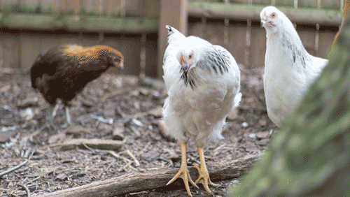 Motion Design Module One: Animated GIFs – Emma Lao